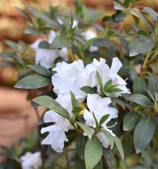 Coakers Walk in Kodaikanal - Complete Guide